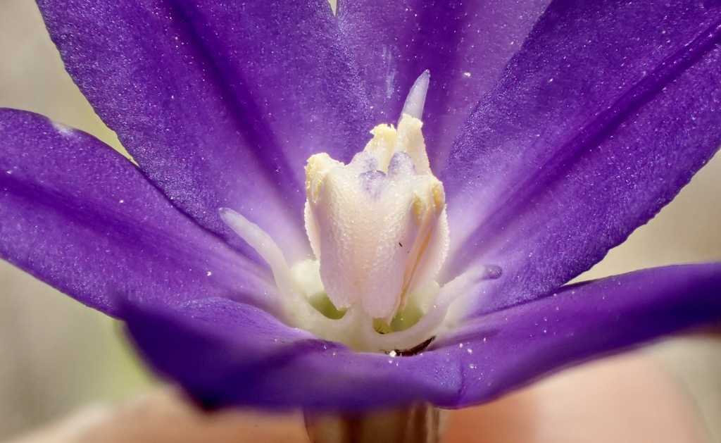 thread-leaved brodiaea (CNLM San Diego Plants) · iNaturalist