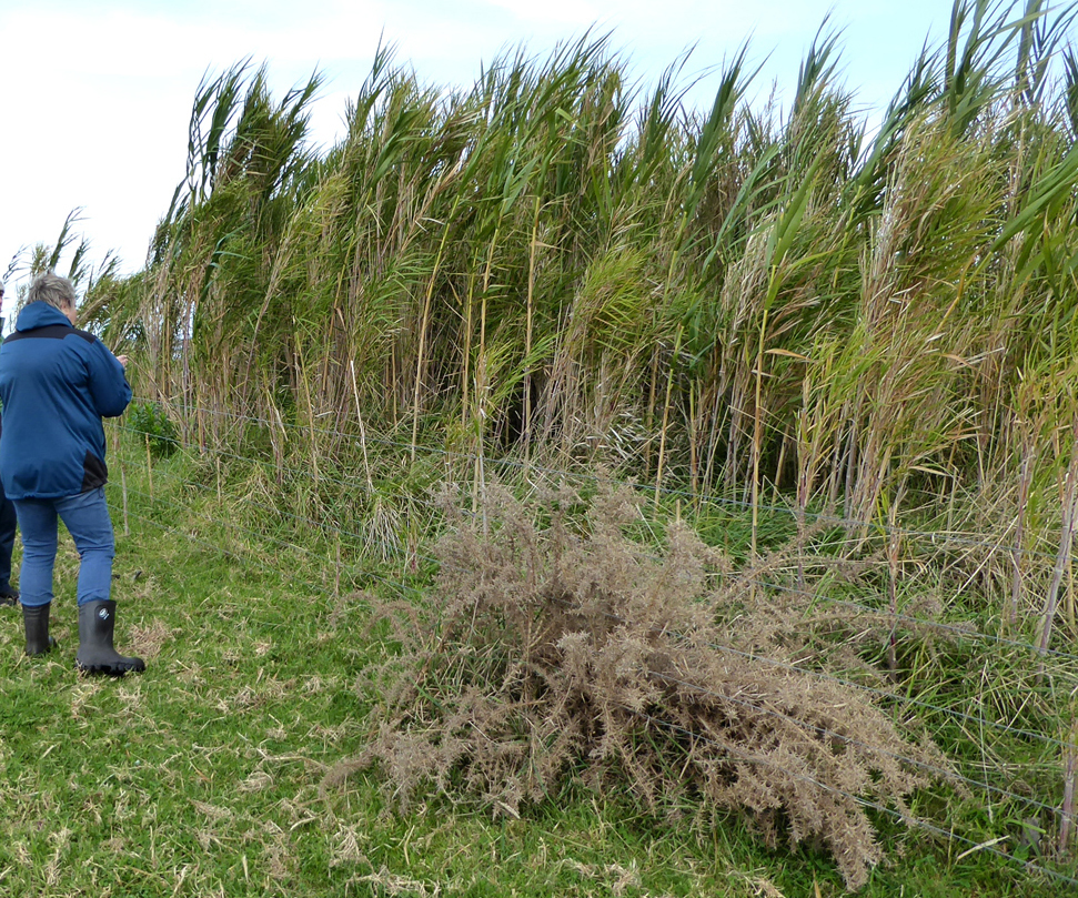 Tall Reed from Whangaehu R estuary, Whanganui, New Zealand on May 23 ...