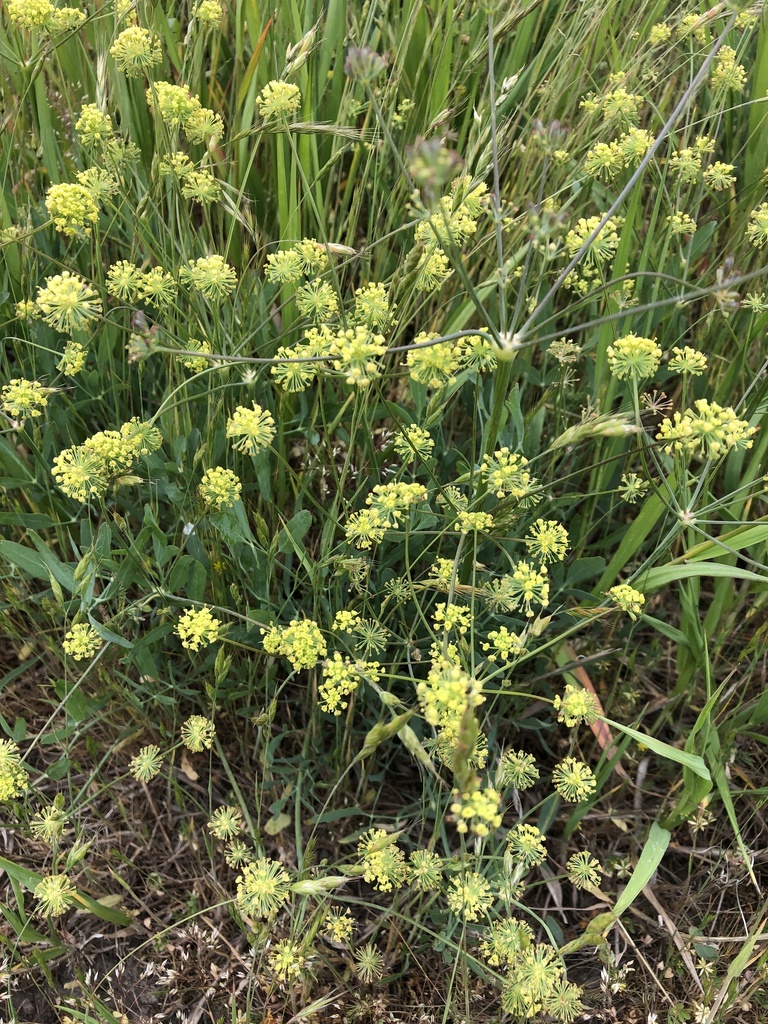 Barestem Biscuitroot from Greater Vancouver, British Columbia, Canada ...
