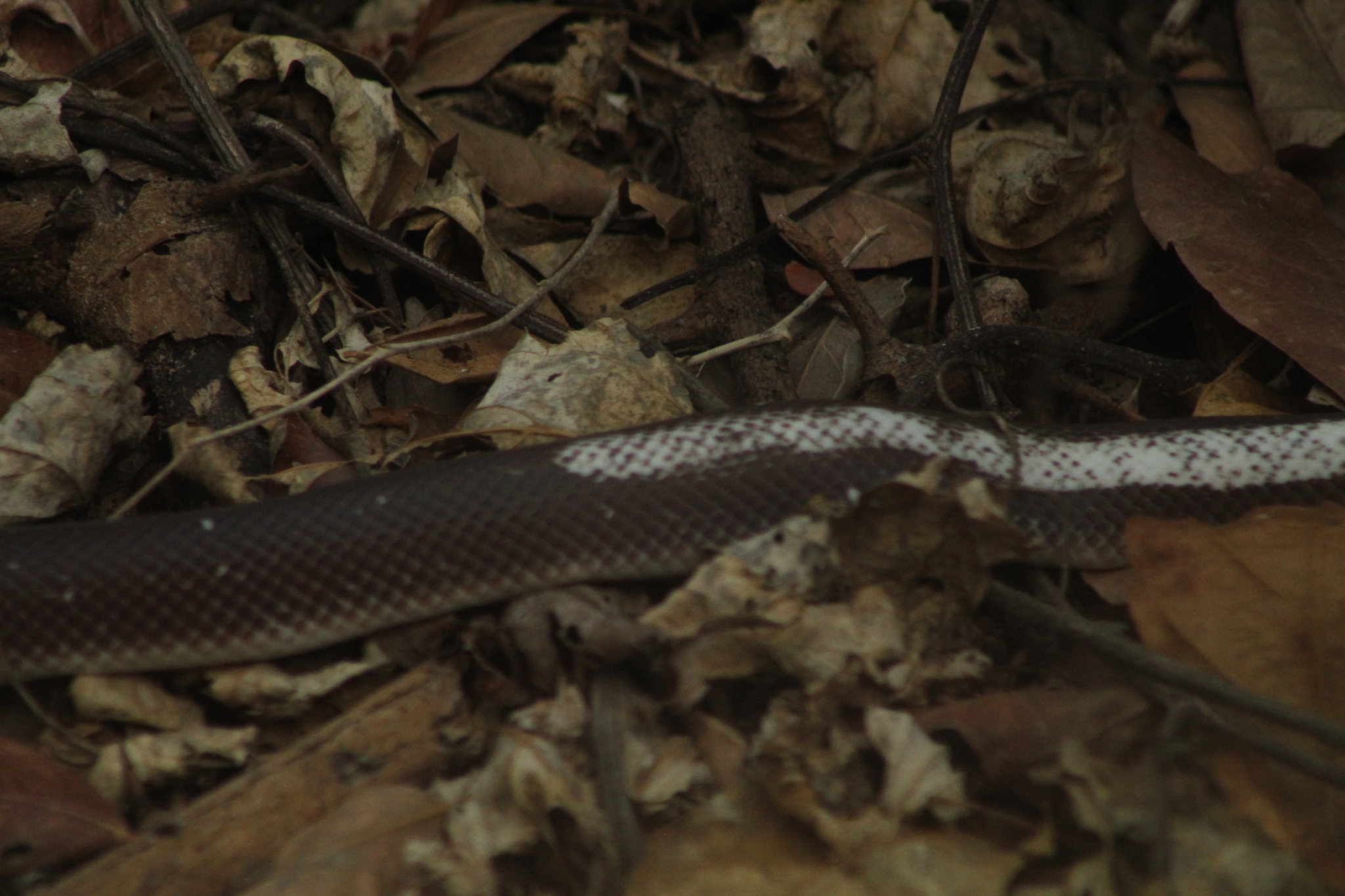 Loxocemus bicolor Cope, 1861