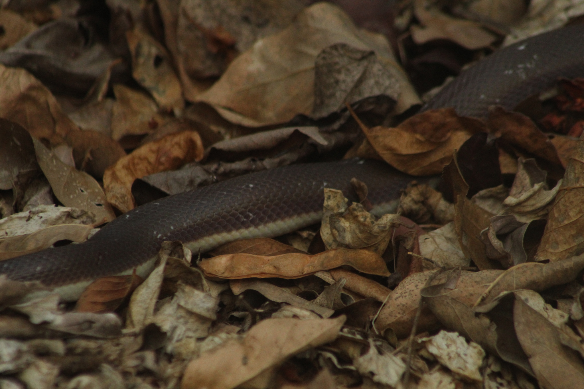 Loxocemus bicolor Cope, 1861