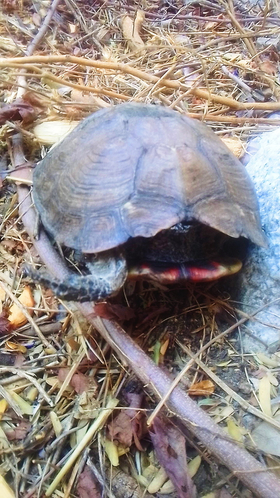 Painted Wood Turtle from Aldea La Majada, Zacapa, Guatemala on April 3 ...