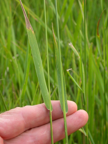 Quack Grass (Noxious Weeds of Colorado) · iNaturalist