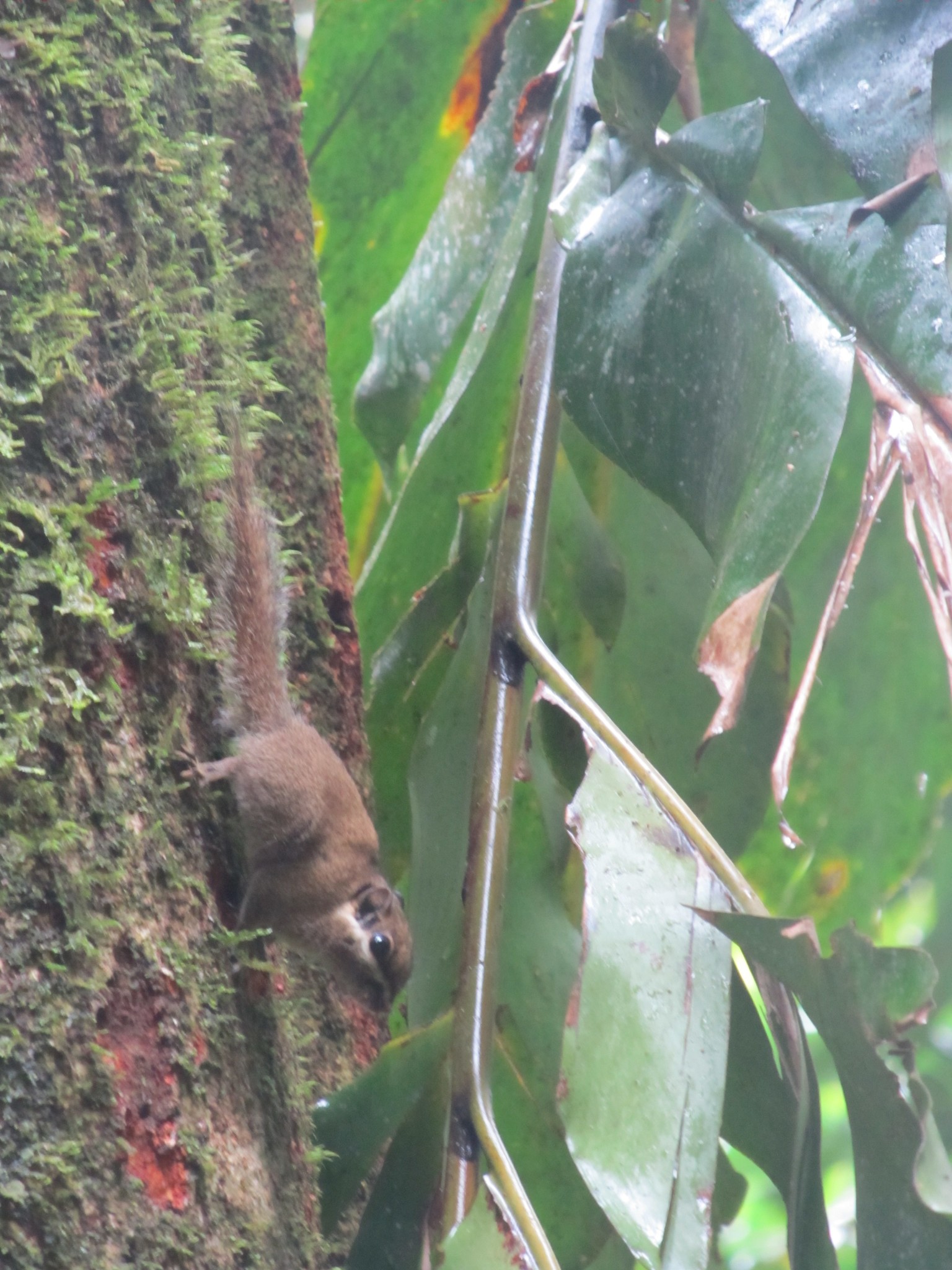 Nannosciurus melanotis (Müller, 1840)