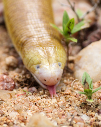 Red Worm Lizard (Amphisbaena alba) - Snakes and Lizards