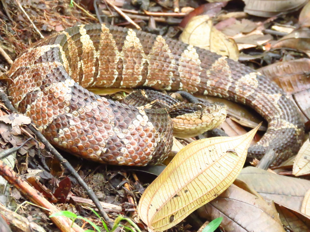 Mexican Jumping Pit Viper (Metlapilcoatlus nummifer) - Snakes and Lizards