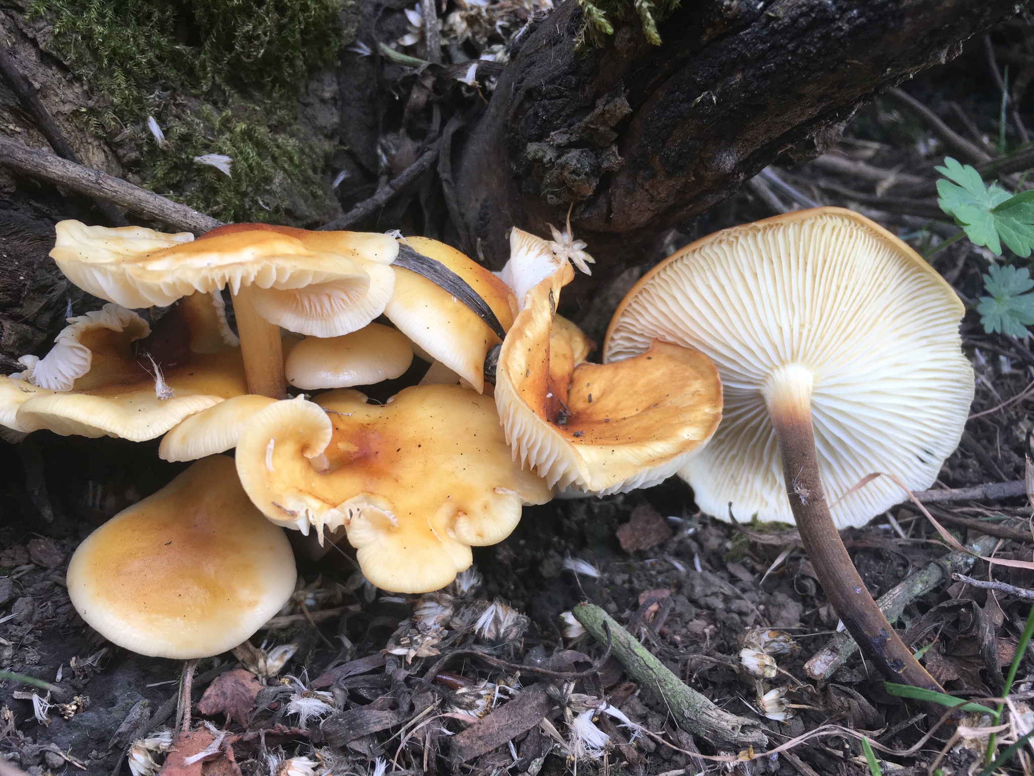 Flammulina mexicana Redhead, Estrada & R.H.Petersen