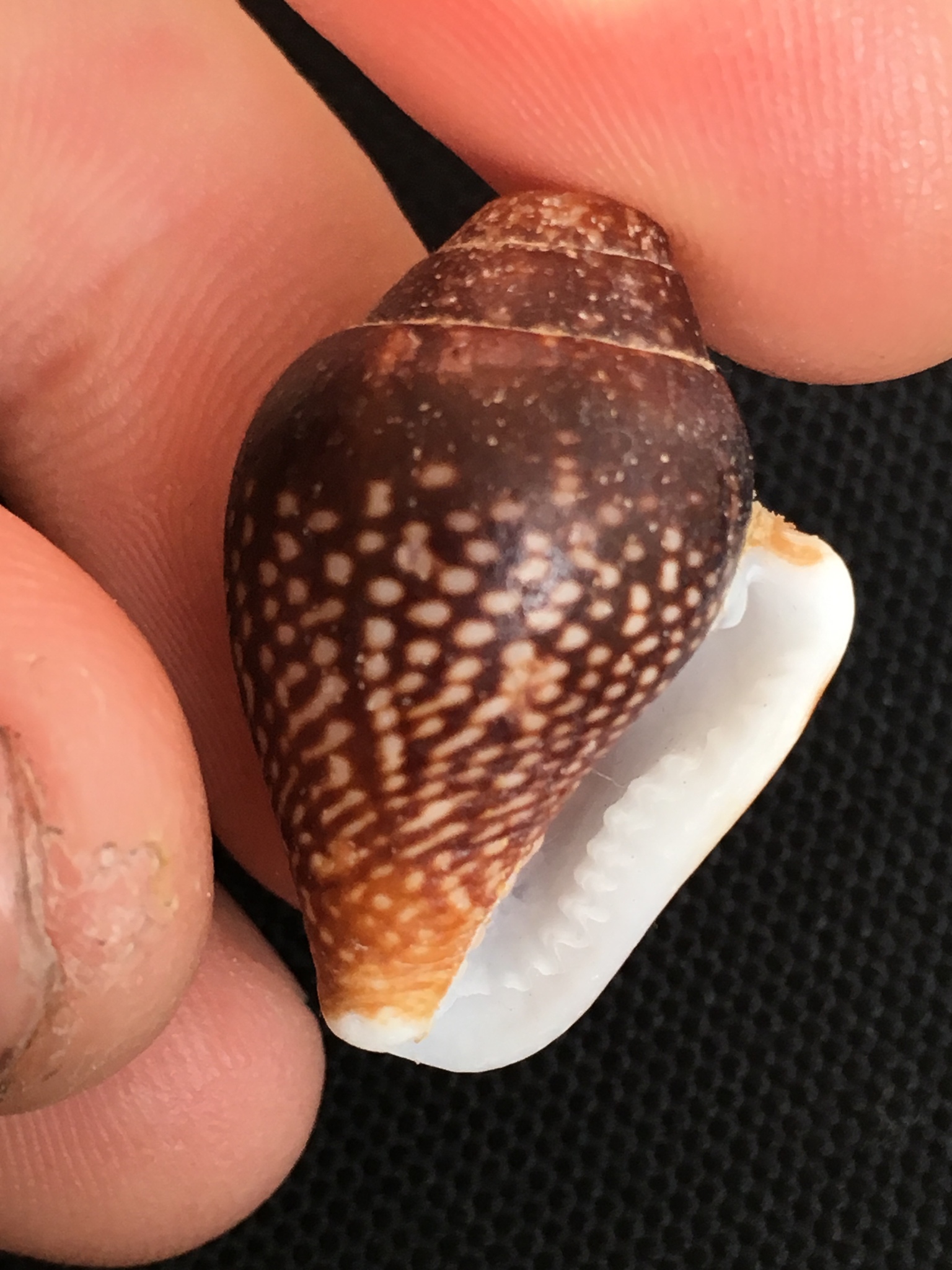 Columbella strombiformis Lamarck, 1822