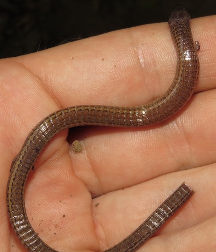 Bachia scolecoides · iNaturalist Mexico