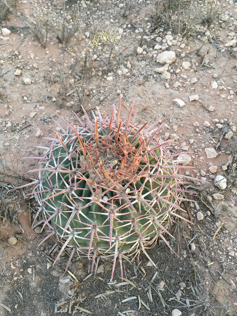 Horse Crippler Cactus in May 2021 by Cecelia Alexander · iNaturalist