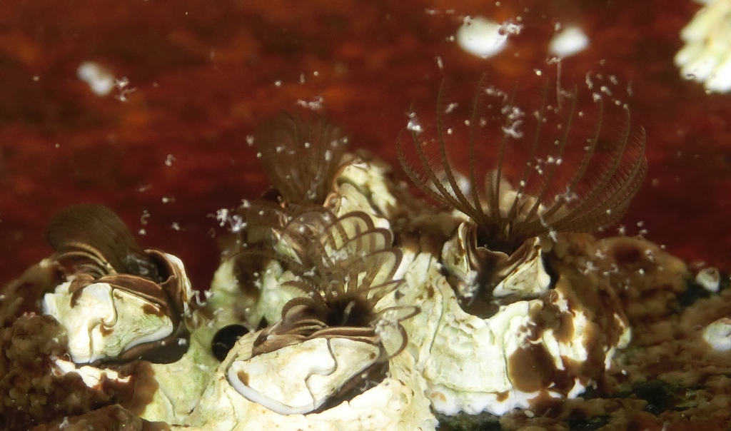 Northern Acorn Barnacle from Peaks Island, Portland, ME 04108, USA on ...