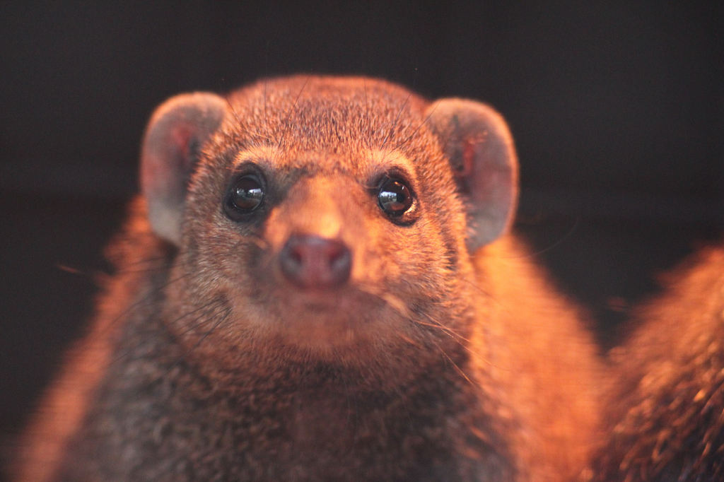 Kusimanses (Crossarchus) - Know Your Mammals