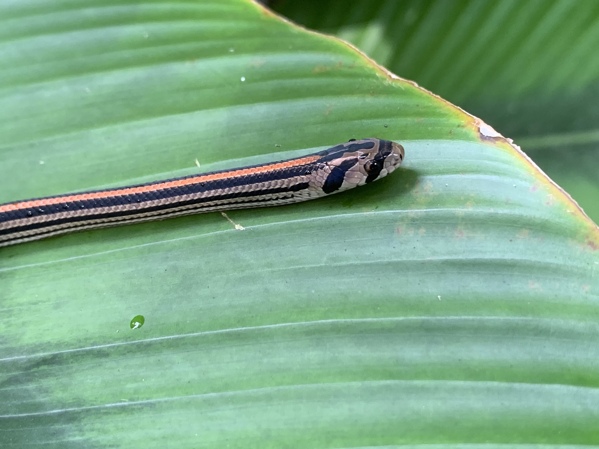 Oligodon octolineatus (Schneider, 1801)