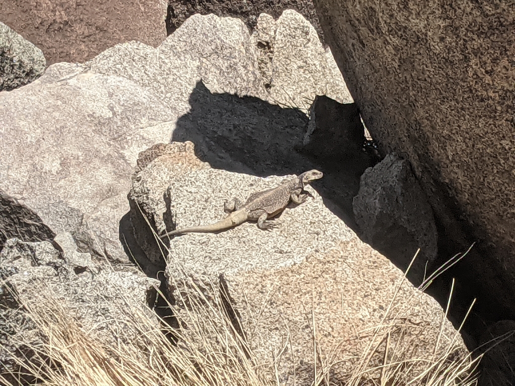 Common Chuckwalla from Palm Springs, California, EE. UU. on May 23 ...