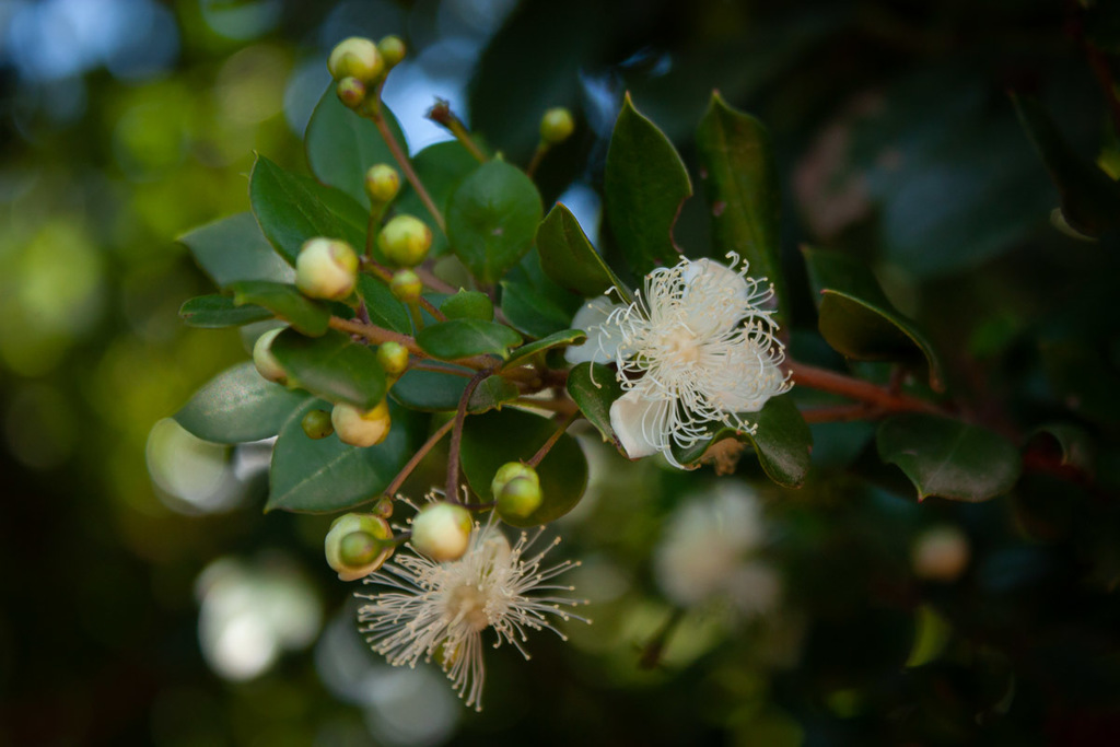 arrayan from Niebla, Los Ríos, Chile on February 20, 2016 at 02:46 PM ...