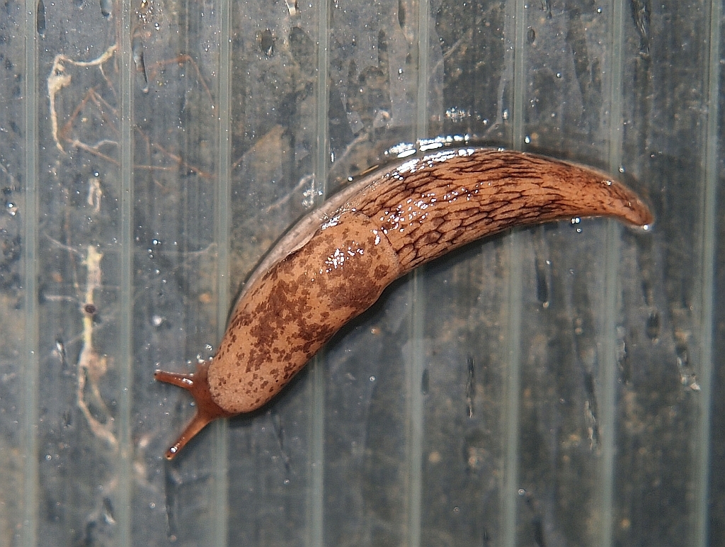 Milky Slug from St Clair, Dunedin 9012, New Zealand on May 23, 2021 at ...