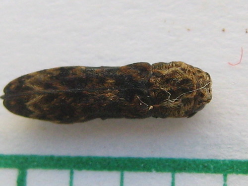 Genus Planidia · iNaturalist