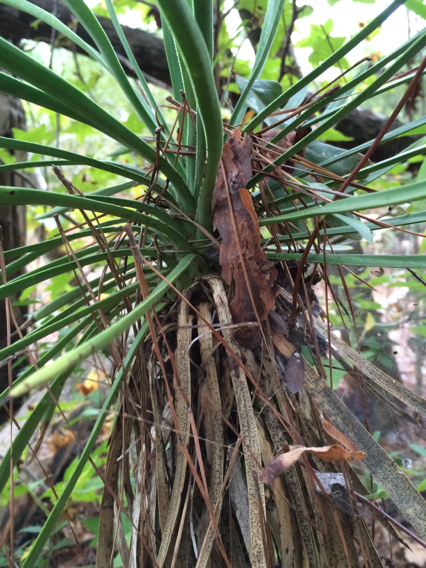 Gulf Coast Yucca (Yucca louisianensis) - Botanical Realm