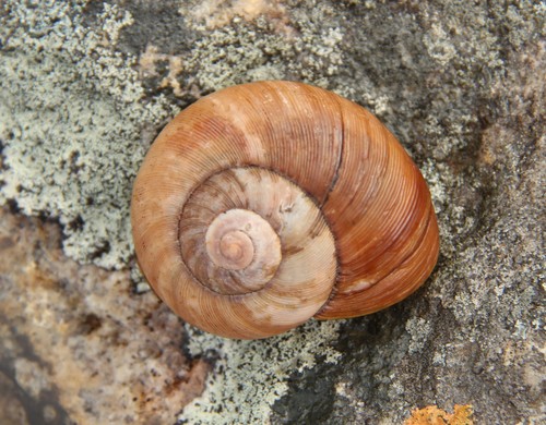 Mistbelt Cannibal Snail (Natalina quekettiana) · iNaturalist