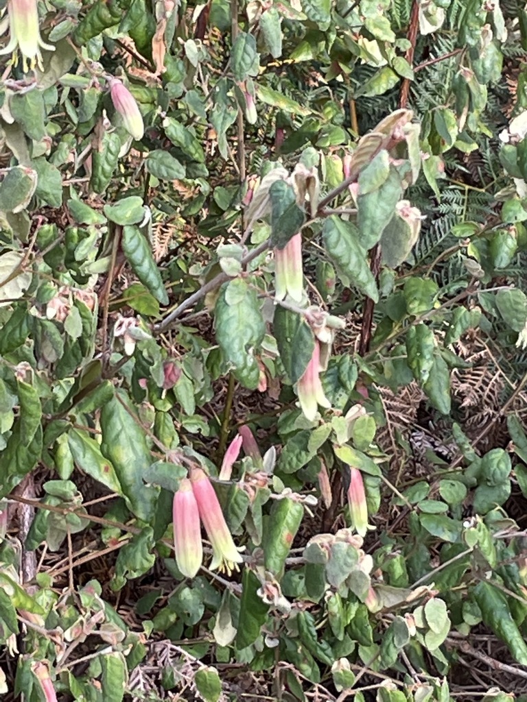 Common Correa in May 2021 by suecee · iNaturalist