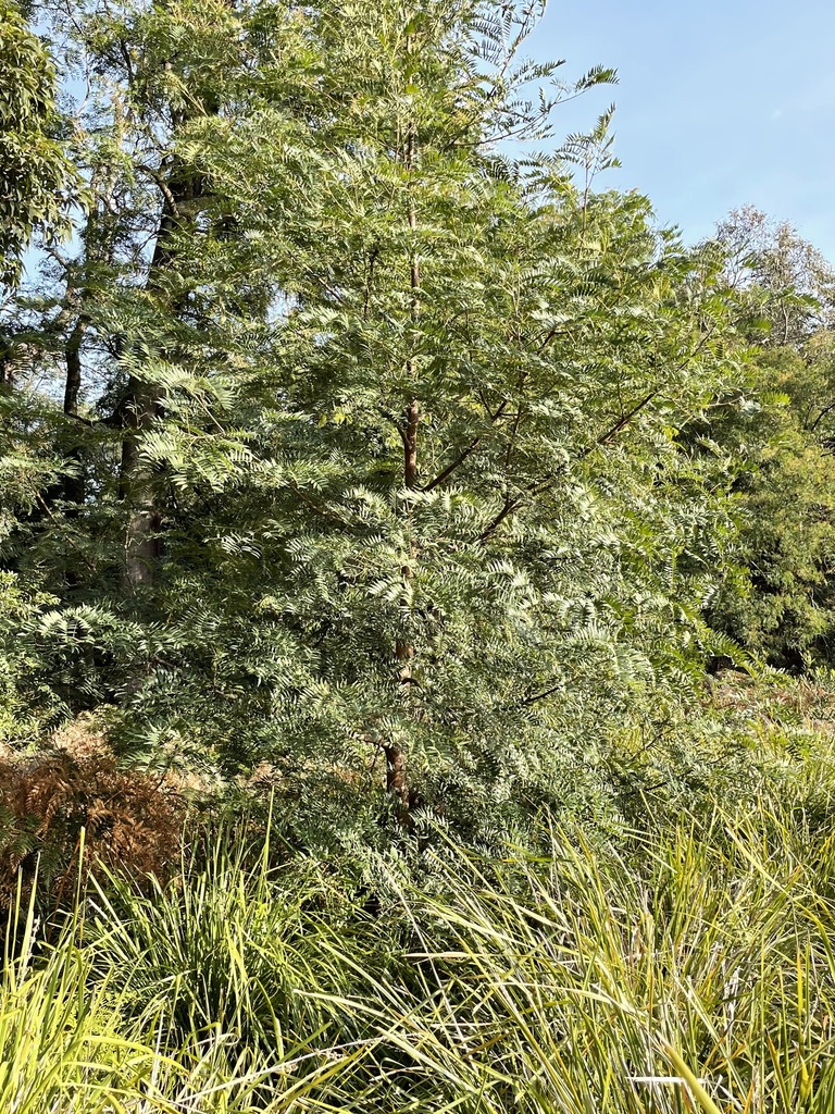 Cedar wattle in May 2021 by suecee · iNaturalist