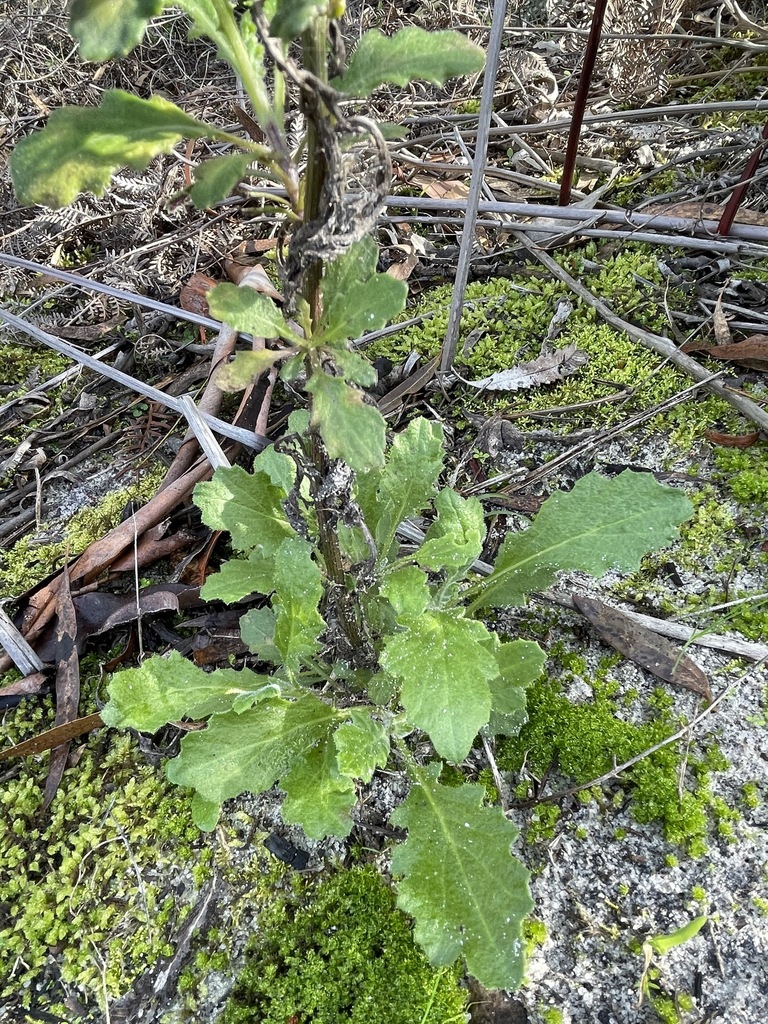 groundsels in May 2021 by suecee · iNaturalist