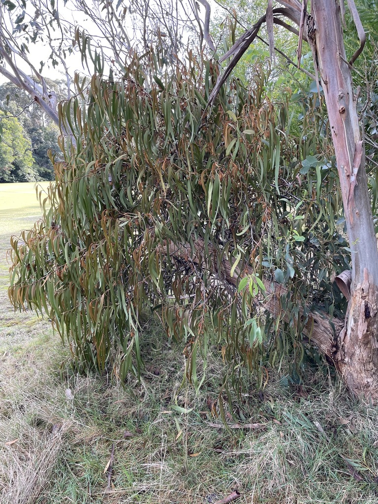drooping mistletoe in May 2021 by suecee · iNaturalist