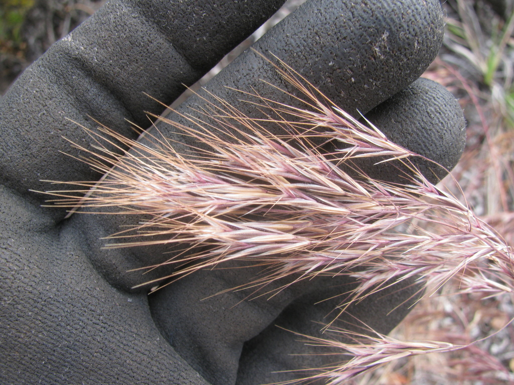 Cheatgrass (Noxious Weeds of Colorado) · iNaturalist