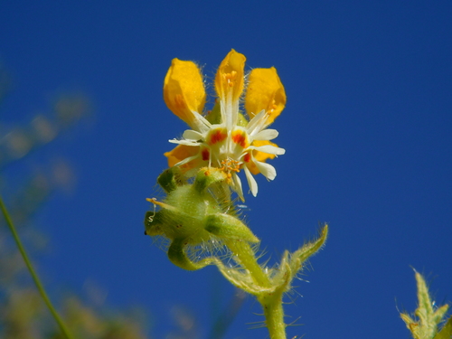 Variety Loasa tricolor mendocina · iNaturalist