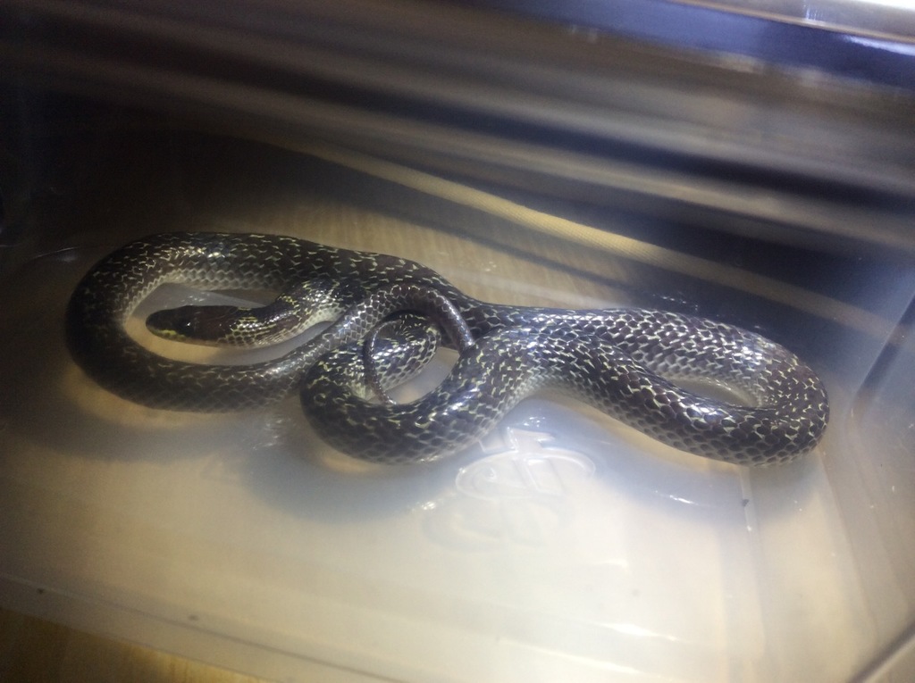Common Wolf Snake in May 2021 by ong-siau-kun · iNaturalist