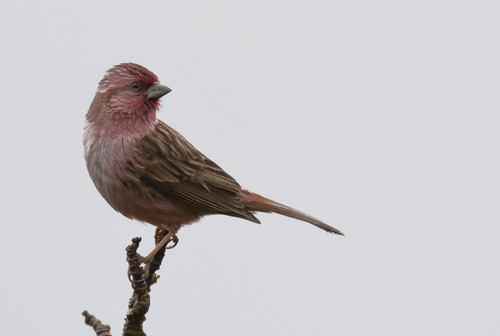 Chinese Beautiful Rosefinch (Carpodacus davidianus) · iNaturalist