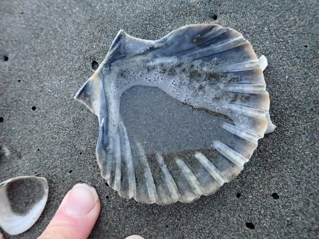 New Zealand Scallop from Foxton Beach, New Zealand on May 23, 2021 at ...