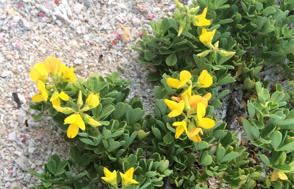 Chipil (Guía Vegetación de Playa en Tulum) · iNaturalist Mexico