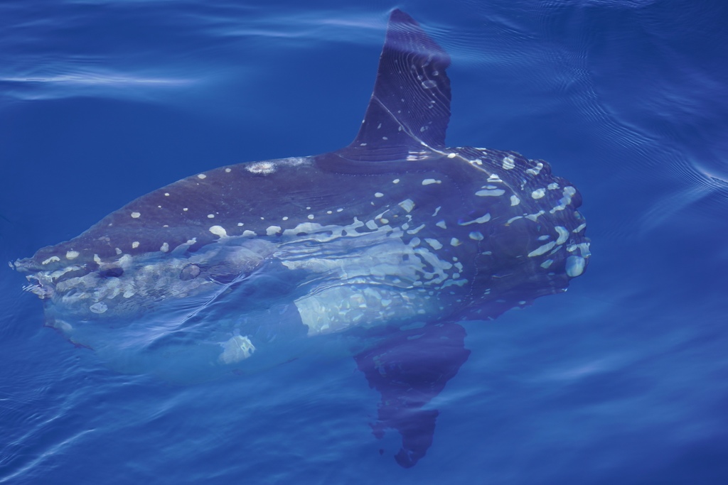Common Mola (Mola mola) - Marine Life Identification