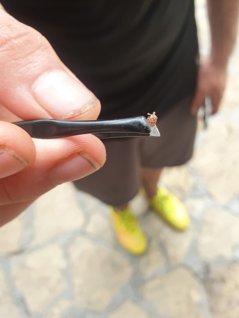 Hardbacked Ticks from Las Misiones, 67300 Santiago, N.L., Mexico on ...