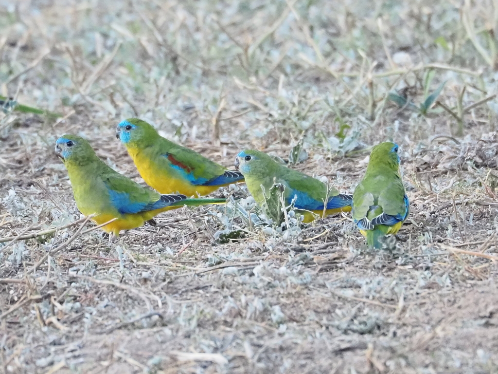 Turquoise Parrot (Neophema pulchella) - Avian Discovery