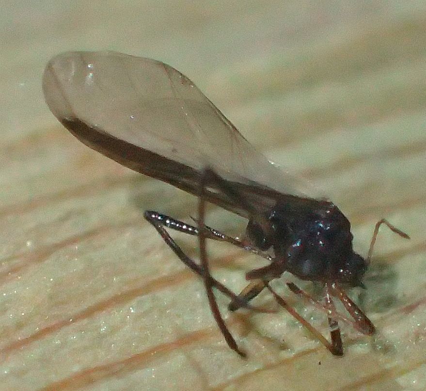 Winged and Once-winged Insects from Rockdale County, GA, USA on January ...