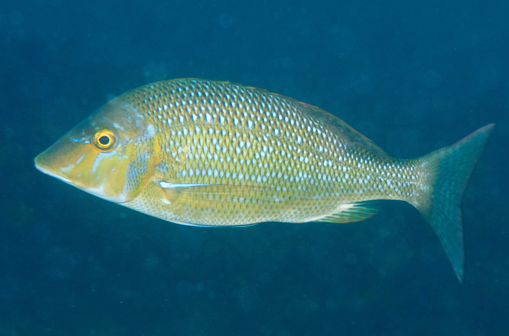 Spangled Emperor (Lethrinus nebulosus) - Marine Life Identification