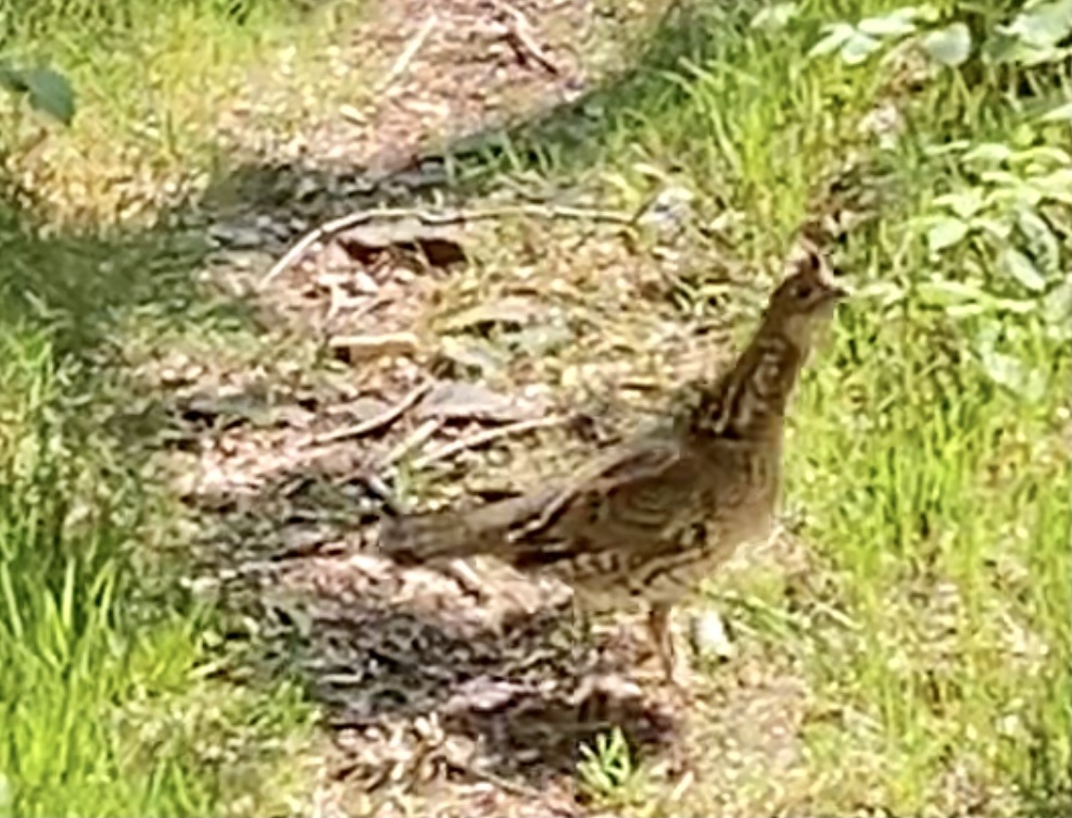 Ruffed Grouse from Shenandoah National Park, Luray, VA, US on May 23 ...