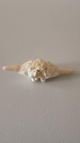 Ixa edwardsii · iNaturalist