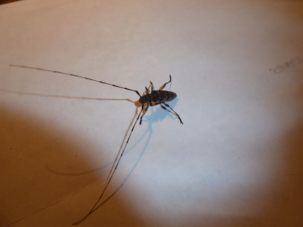 A Longhorn Beetle (Invertebrates of Montana, USA) · iNaturalist