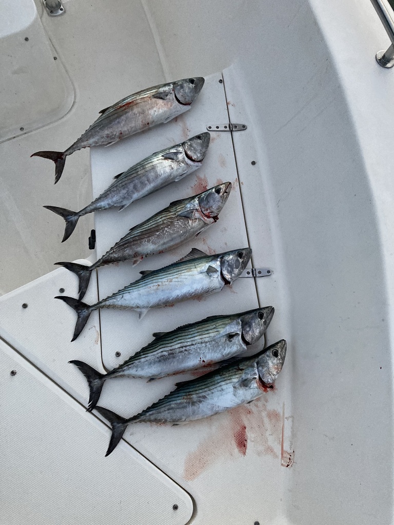 Atlantic Bonito from North Atlantic Ocean, NC, US on April 17, 2021 at ...