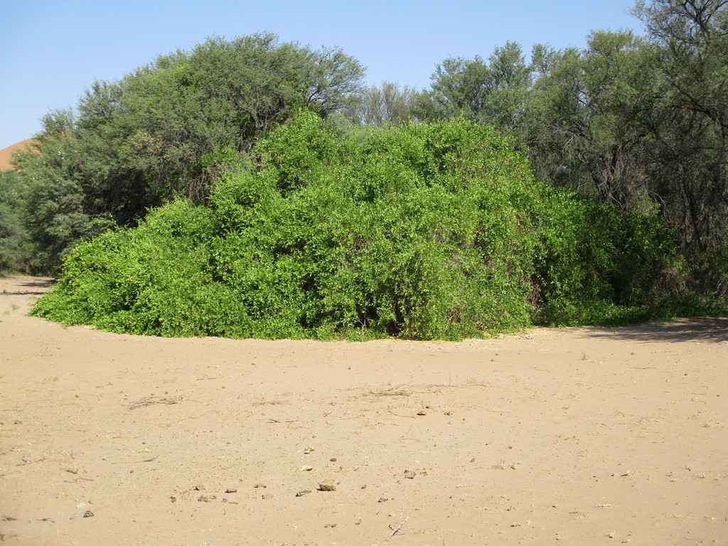 toothbrush tree from Gobabeb, Erongo Region, Namibia on May 24, 2021 at ...
