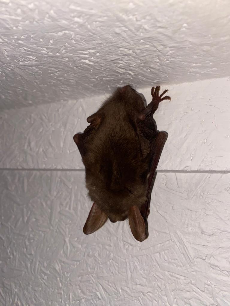 Bechstein's bat in May 2021 by jpir · iNaturalist