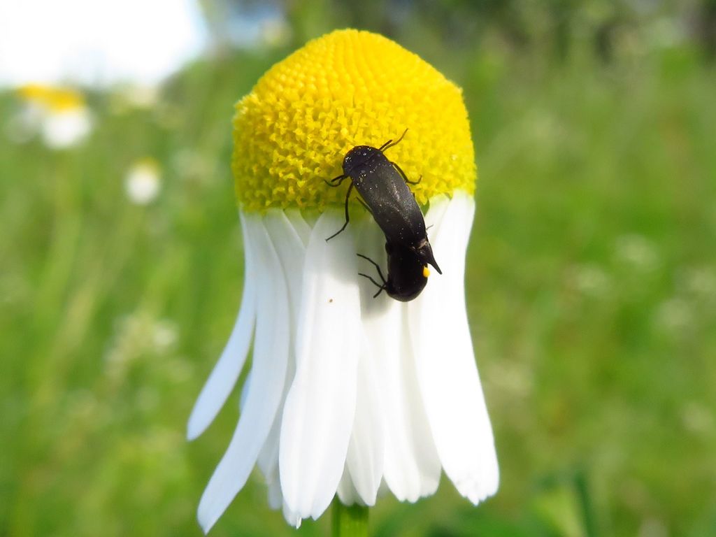 Mordella from Frankfurt am Main Ost, Frankfurt am Main, Deutschland on ...