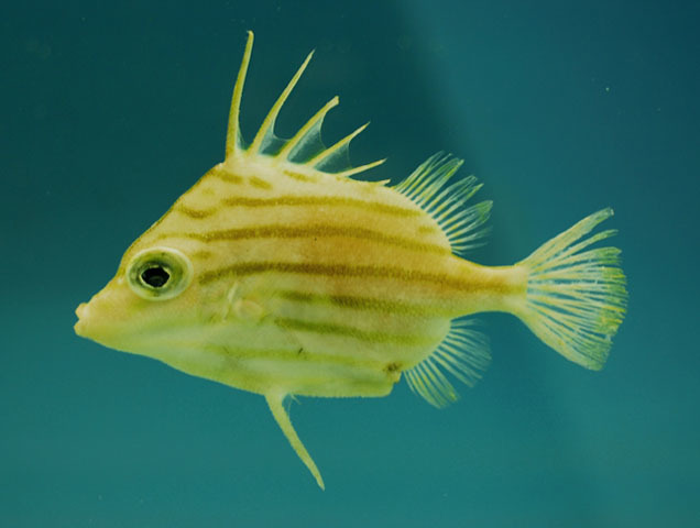 Spikefishes (Triacanthodidae) - Marine Life Identification