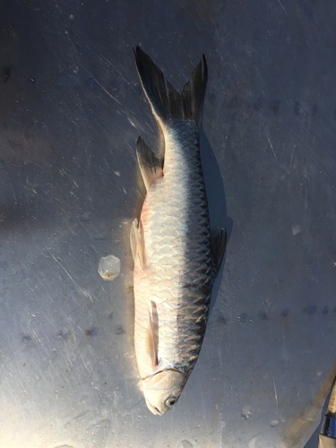 Tor Mahseer (Tor tor) · iNaturalist