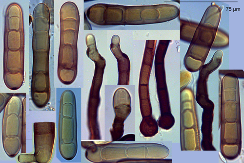 Genus Pyrenophora · iNaturalist