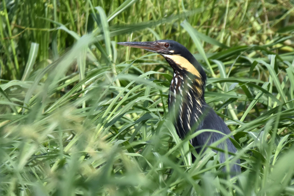 Black Bittern from New Vision ECO City, Bangladesh on May 24, 2021 at ...