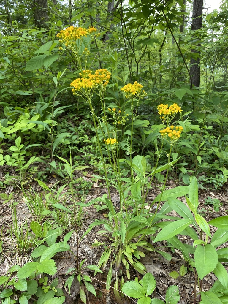 Small's ragwort from Great Smoky Mountains National Park, Townsend, TN ...